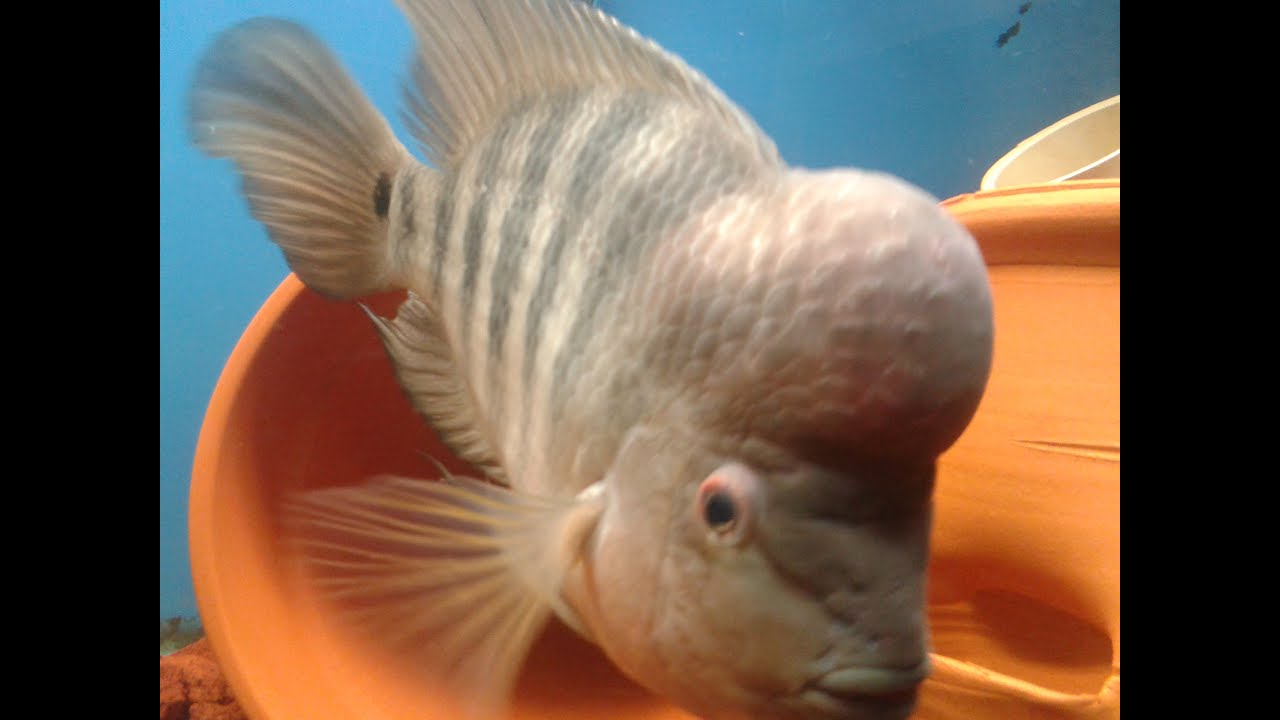 Skip explains the science behind different barred Midas species PT.2 ...