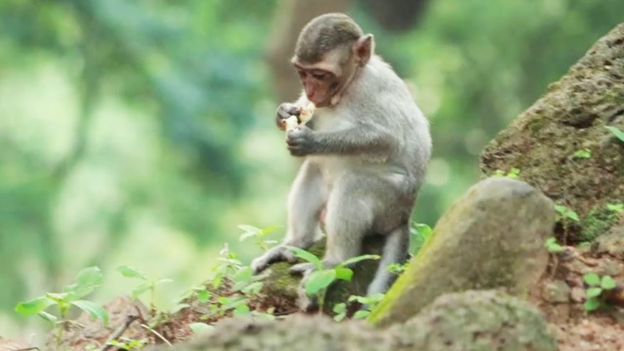 Cute Adler Mk eat banana fruits sit on stone on 0ct20, 2022,G-Maz..716 ...