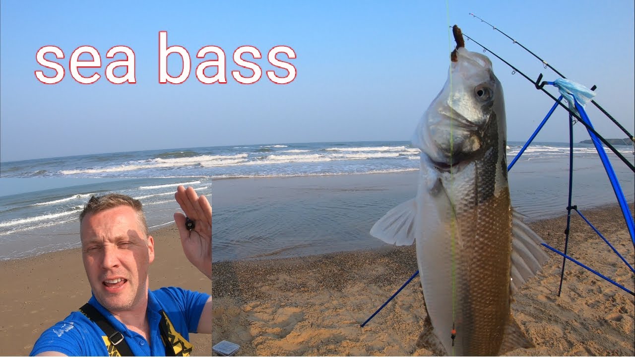 Catching sea bass- still on the hunt - YouTube