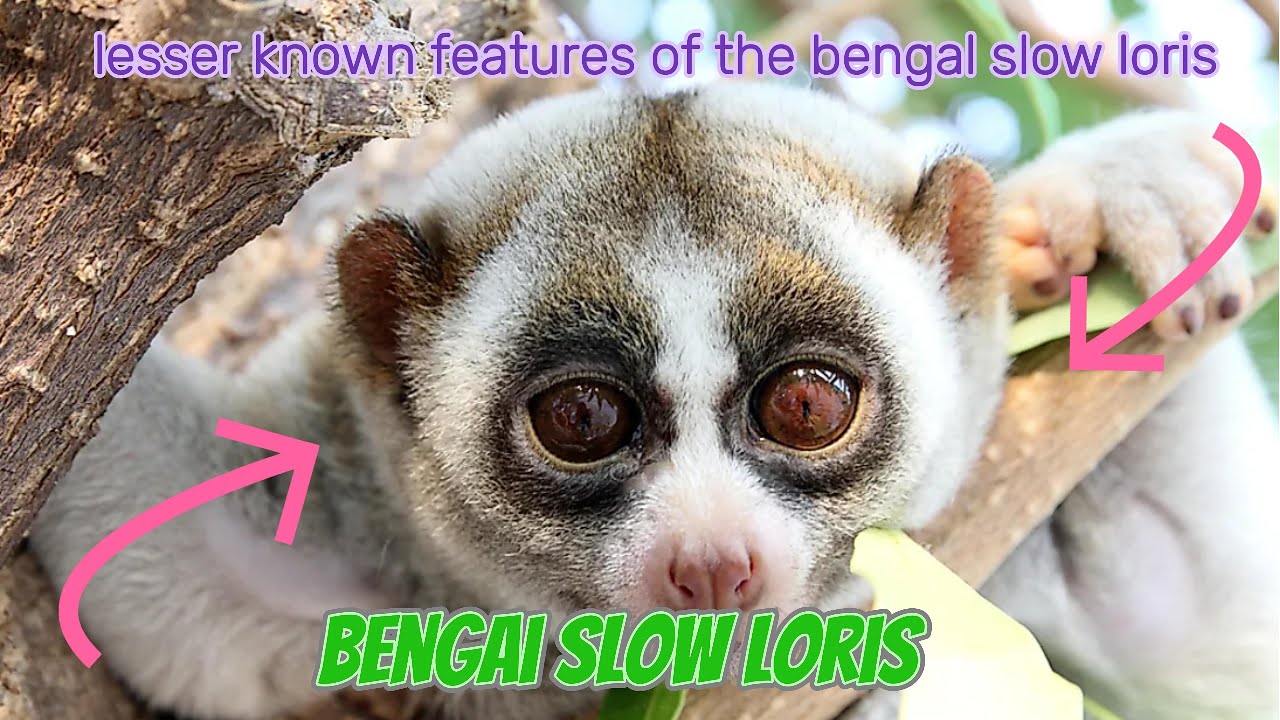 lesser know features of the bengay slow loris 2024/ animals unknowns ...
