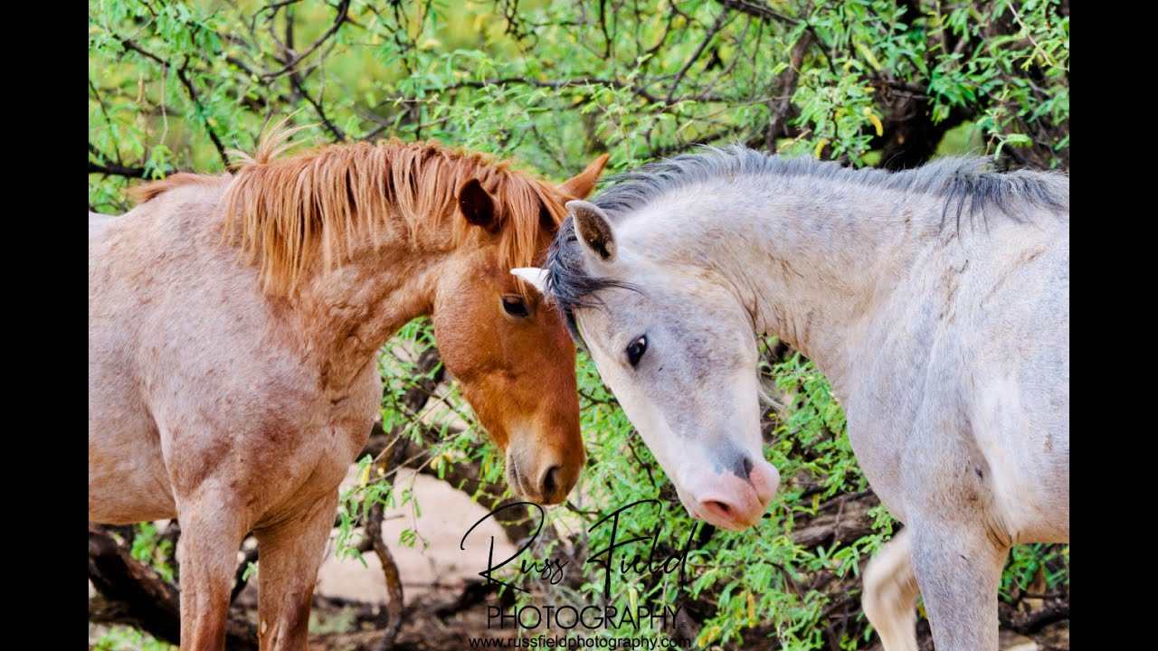 Wild Horse Play HD 1080p - YouTube