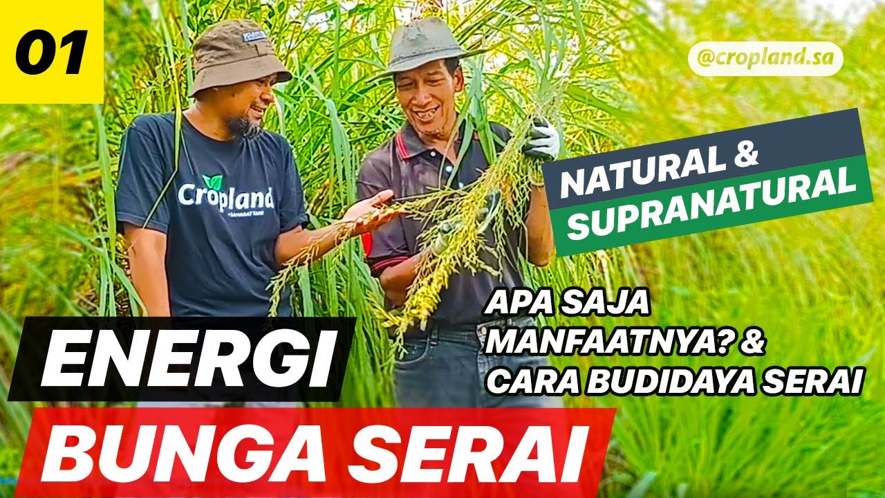 Manfaat Natural dan Supranatural Energi Bunga Serai serta Cara Budidaya ...