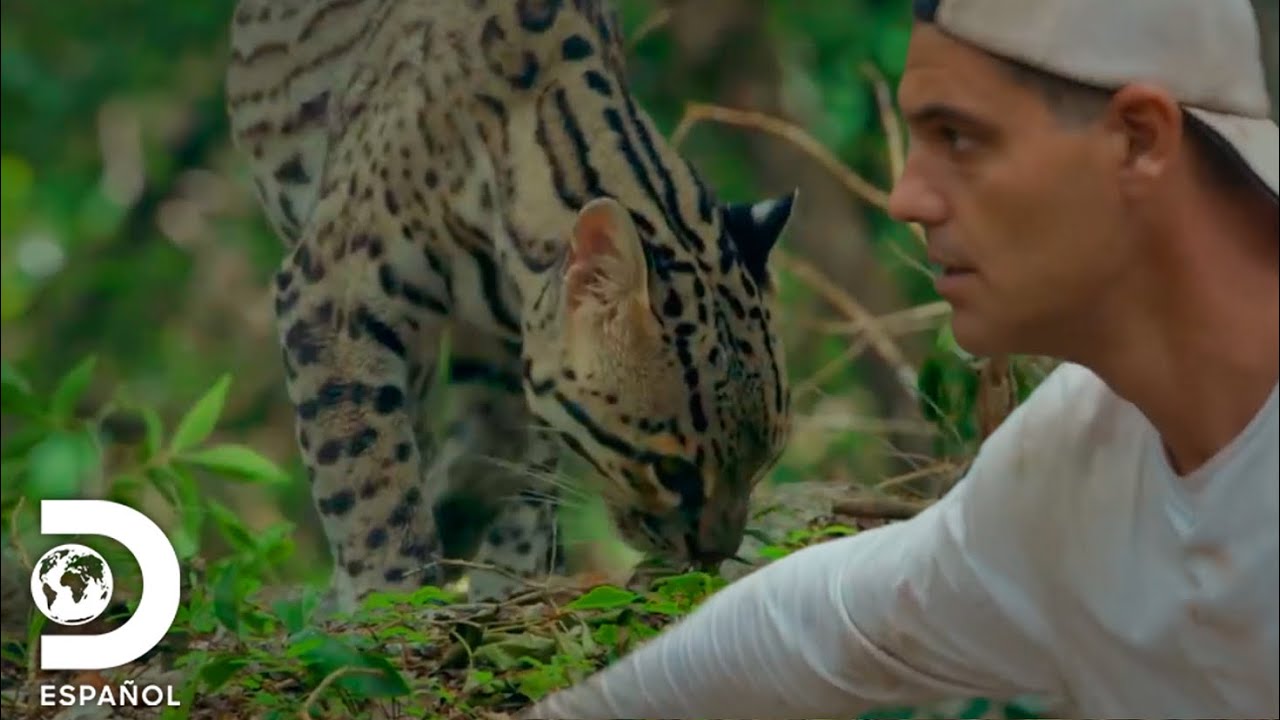 Ocelote: el tigrillo de América | Wild Frank en México | Discovery en ...