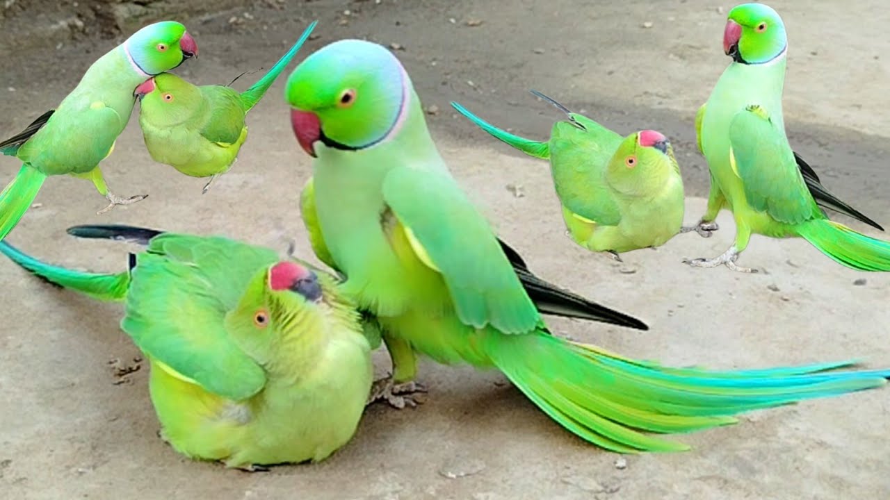 Parrot So Happy Jora Ka Video - YouTube