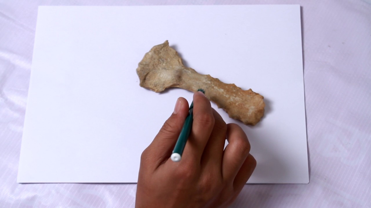 Thorax #1 : Sternum (Attachments and relations of the body of sternum ...