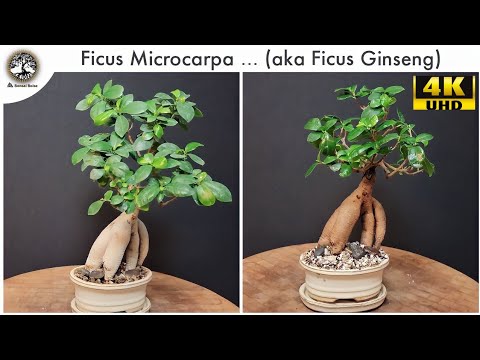 Ficus Microcarpa Bonsai! ... (aka Ginseng Ficus) - YouTube