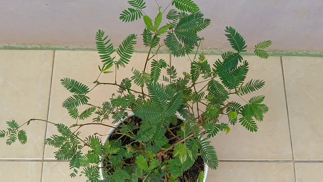 Tanaman Mimosa Pudica ( Tanaman Putri Malu ) | Hari Flora Landscape ...