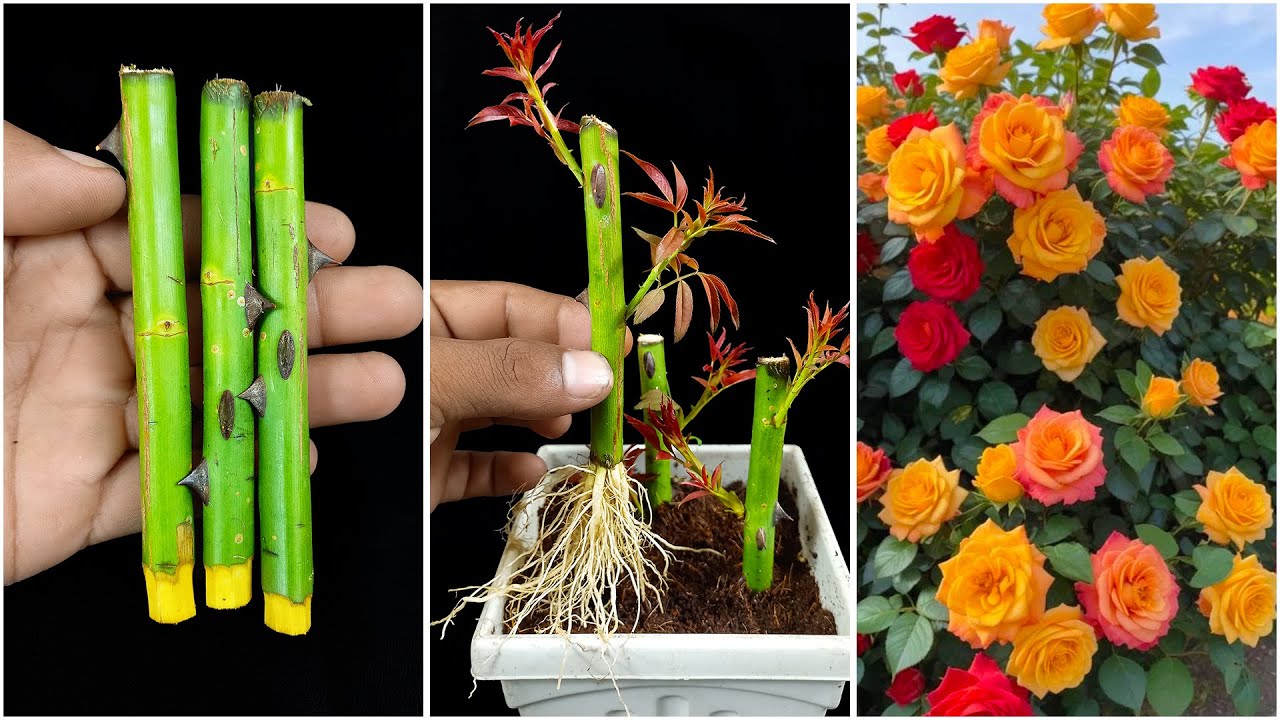 How to propagation rose tree from rose cutting || Rose propagation in ...
