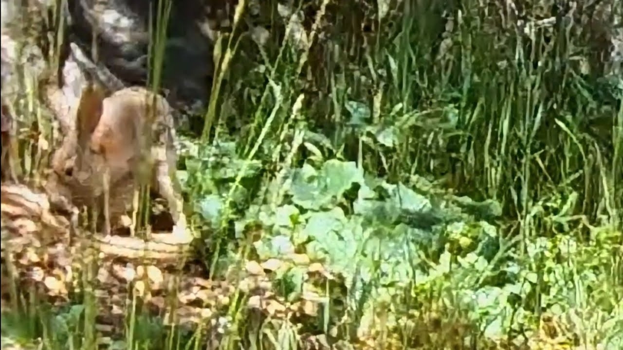 Rabbit Attacks Gopher Snake - YouTube