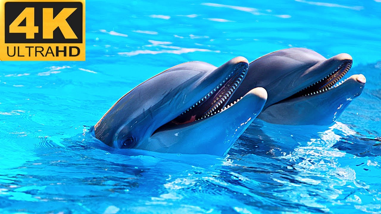 Relaxing Dolphin & Sea Therapy Sounds (NO MUSIC) - YouTube