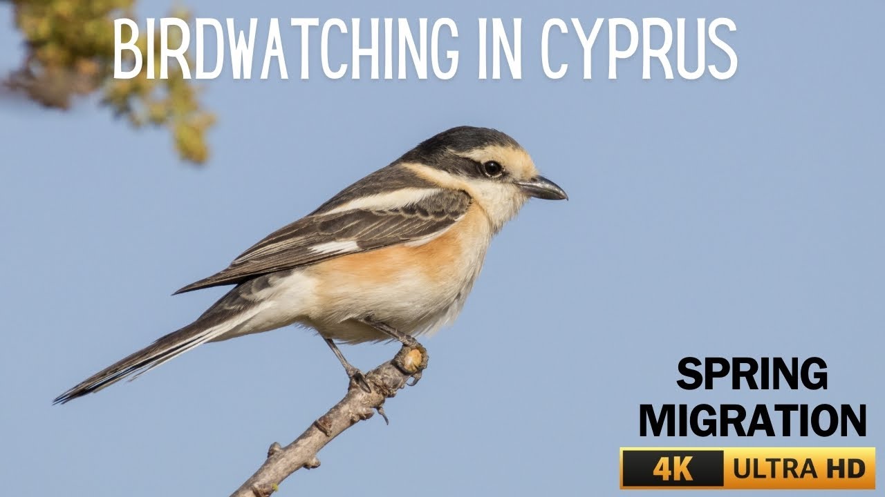 BIRDS OF CYPRUS | SPRING MIGRATION | BIRD WATCHING IN CYPRUS | MARCH ...