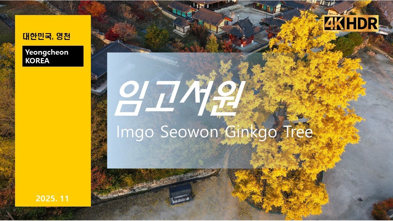 임고서원 은행나무_하늘에서본영천_Yeongcheon South Korea - YouTube