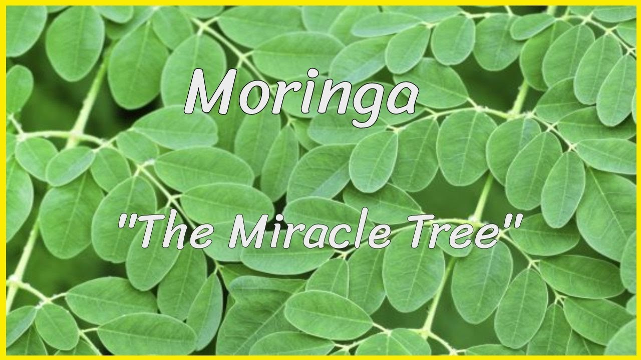 Dr Monica Marcu Moringa Expert - Miracle Tree - YouTube