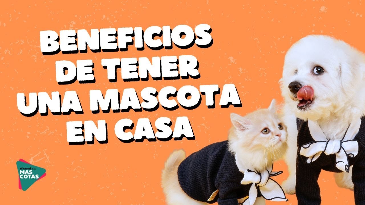 Beneficios de tener un perro o gato en casa | El Canal de las Mascotas ...