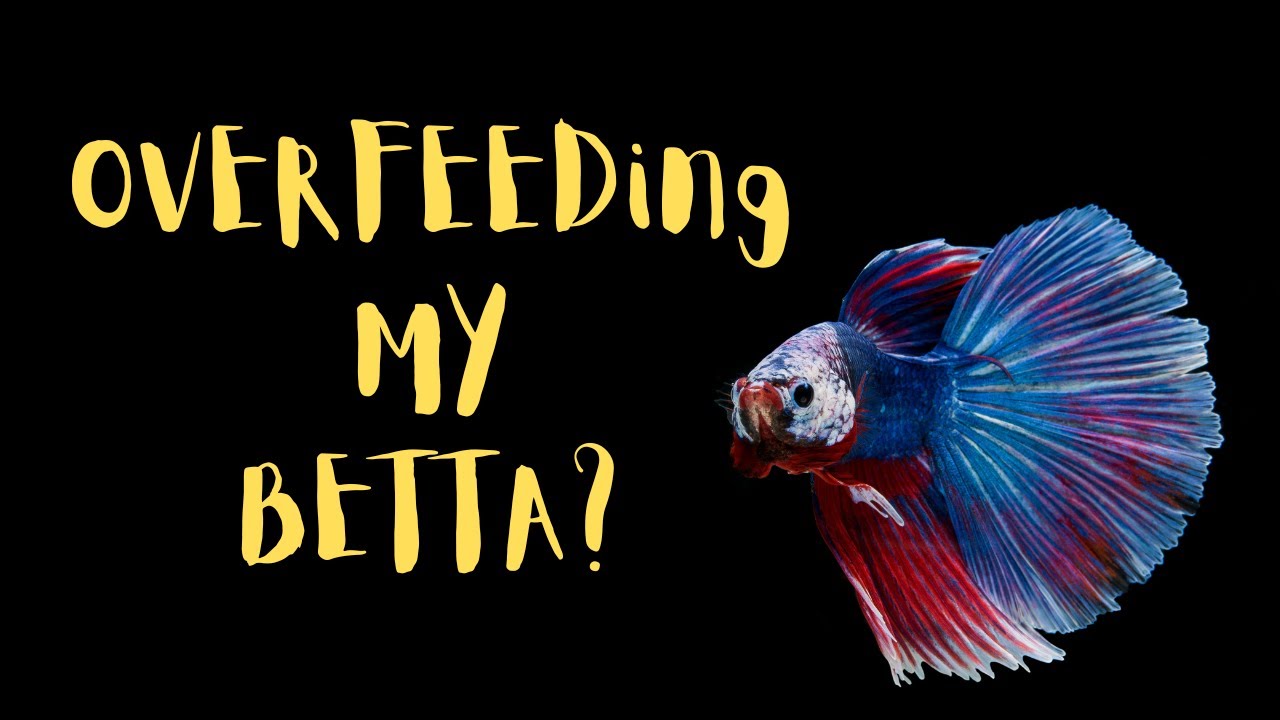 Overfeeding Betta Fish - YouTube