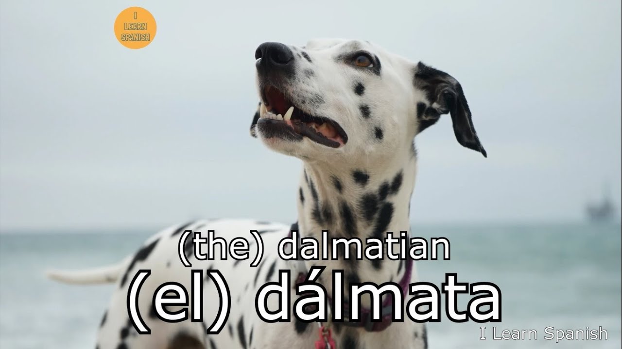 Spanish Vocabulary | Dog Breeds | I Learn Spanish - YouTube