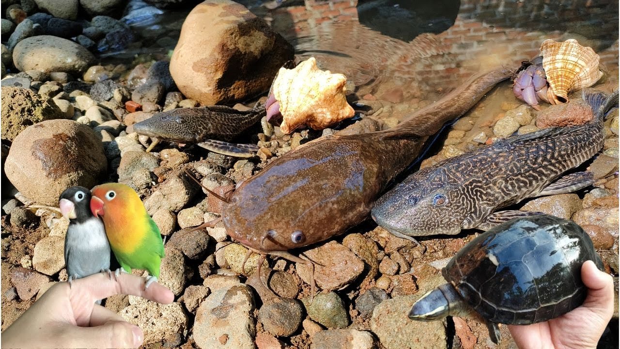 Wow seru !!! Tangkap ikan lele dikolam ada, ikan sapu sapu, kura kura ...
