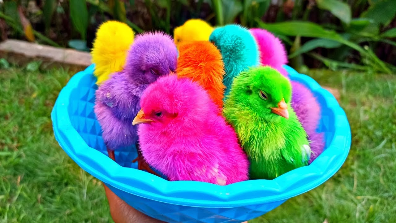 Tangkap bebek, ayam warna warni, kelinci, kura-kura, hamster putih ...