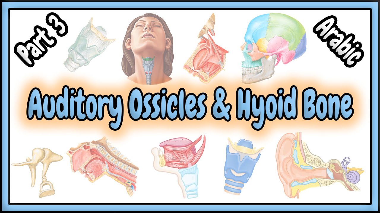 70. Auditory Ossicles || Hyoid Bone || Axial Skeletal System || عظيمات السمع و العظم اللامي ...