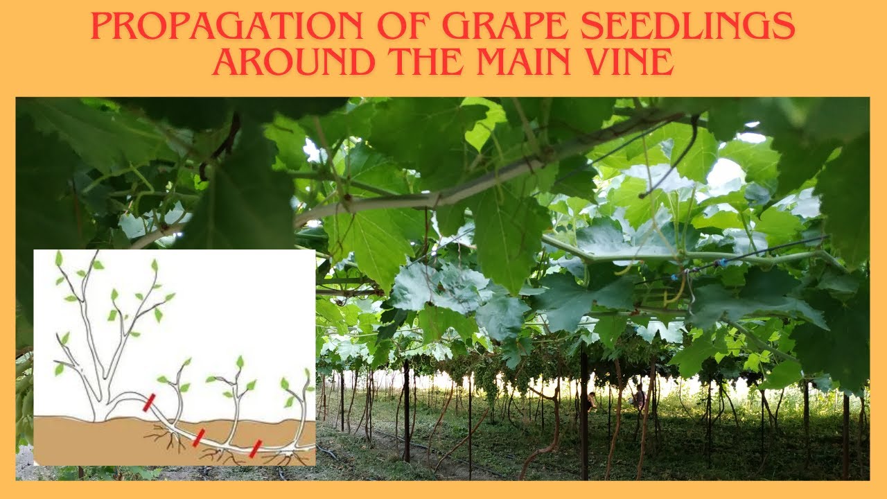 Propagation of grape seedlings around the main vine #propagation #grape ...