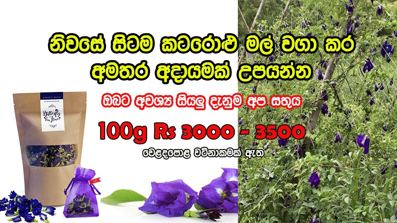 Nill katarolu mal Bissnus ekak patan gamu | Nill katarolu mal export ...