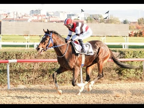 CEMALCAN 6/6 A 3 (PROF.SELAHATTİN BATU KOŞUSU)