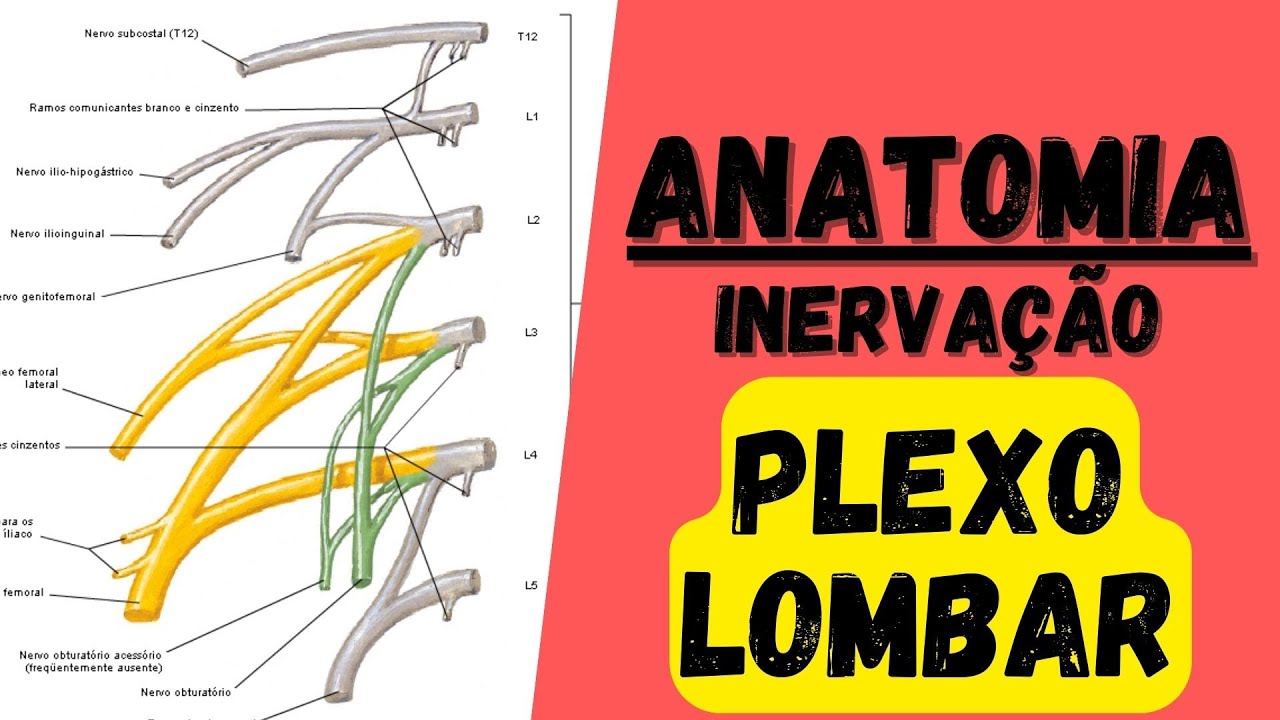 🔴👉 PLEXO LOMBAR - Inervação 1 do Membro Inferior (MMII) - Anatomia ...