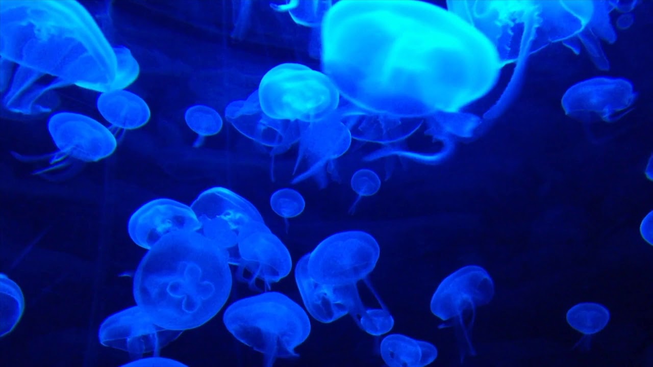 Natures True Chanel (Ocean) - YouTube