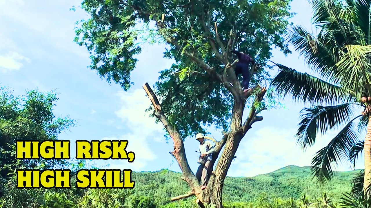 High Risk, High Skill: Two Men vs a Massive Tamarind Tree - YouTube