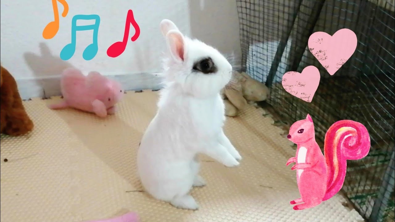 Conejo muy Feliz, hace Flops! Funny Cute Bunny. - YouTube