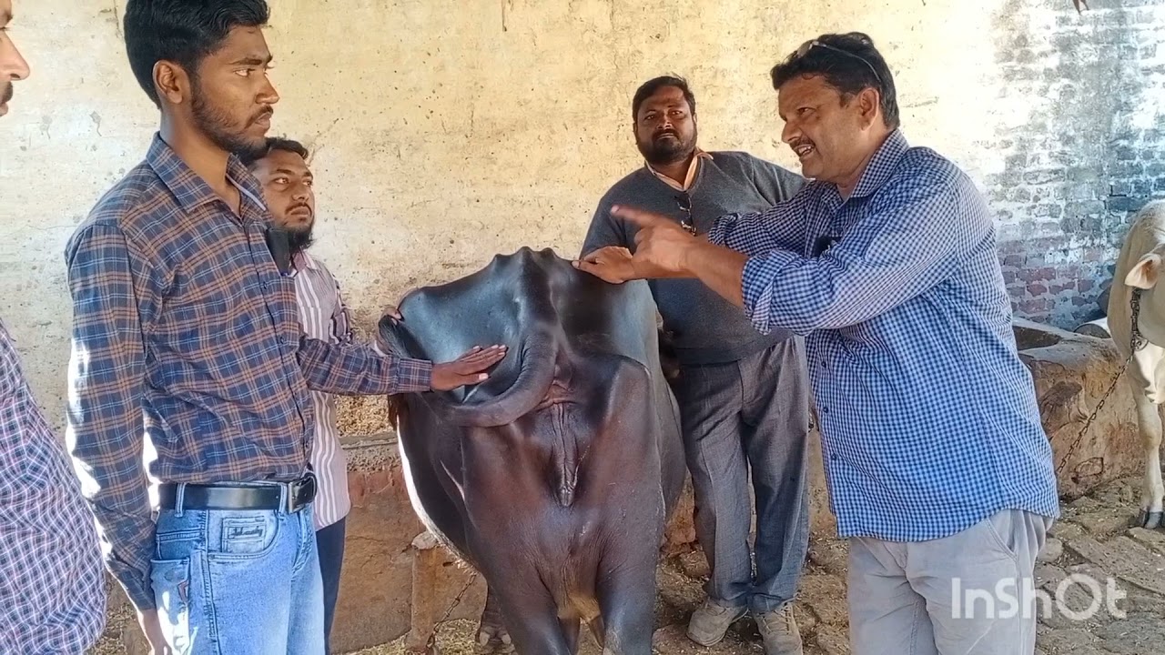 symptoms of parturition in buffalo & cow l ग़ाय भैंस क़े बच्चा देने के ...