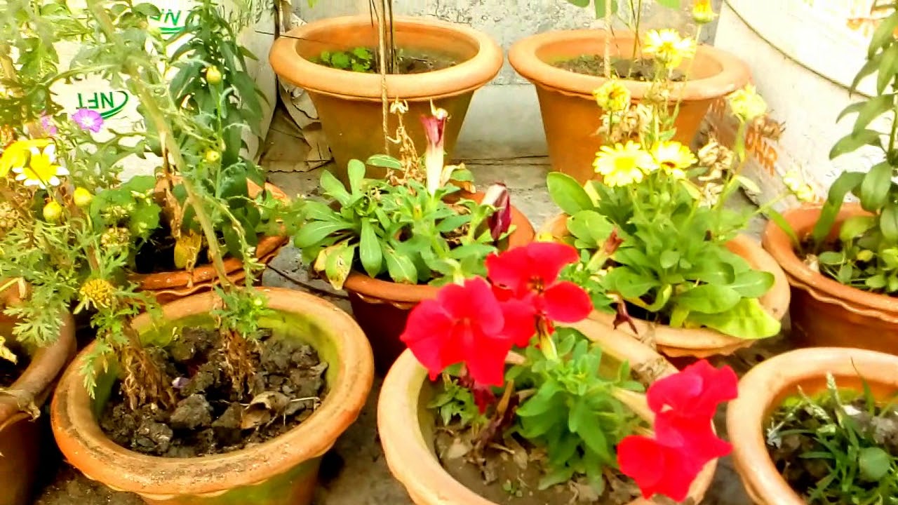 10 mins walk to my Terrace Garden, RIG vedic natural cultivation. - YouTube