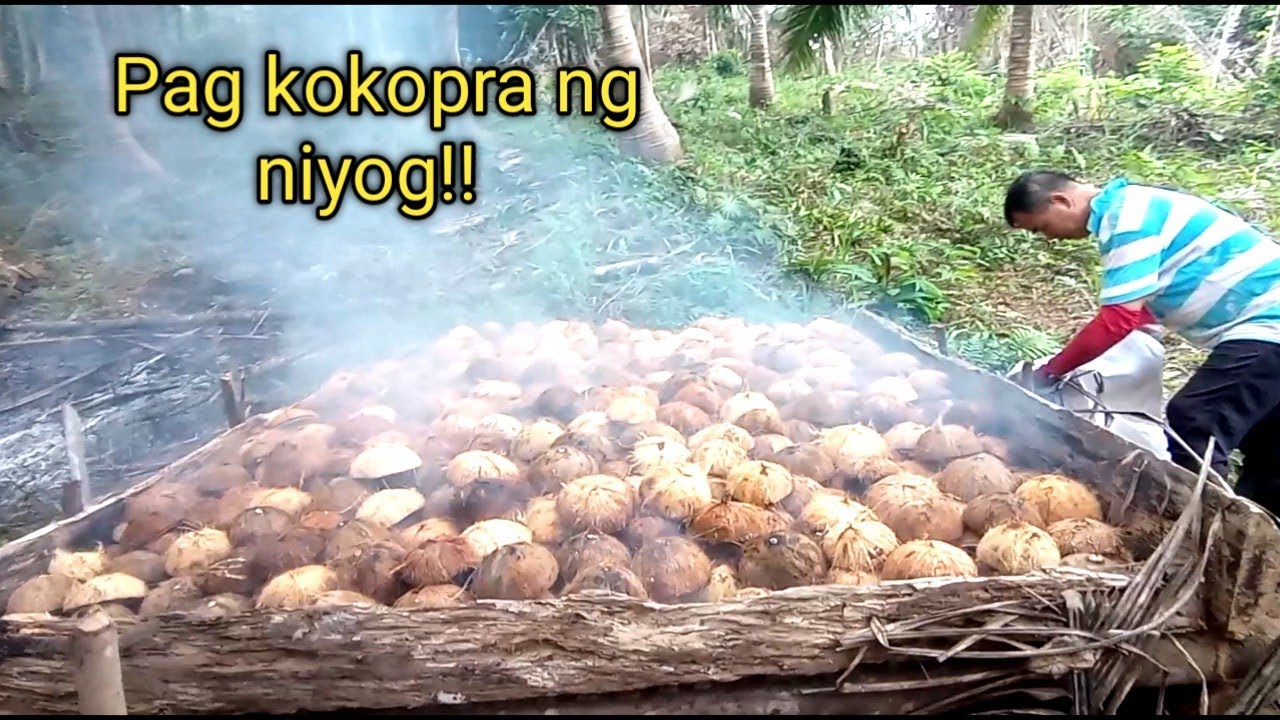 Pag kokopra ng niyog ! Aurora Province! - YouTube