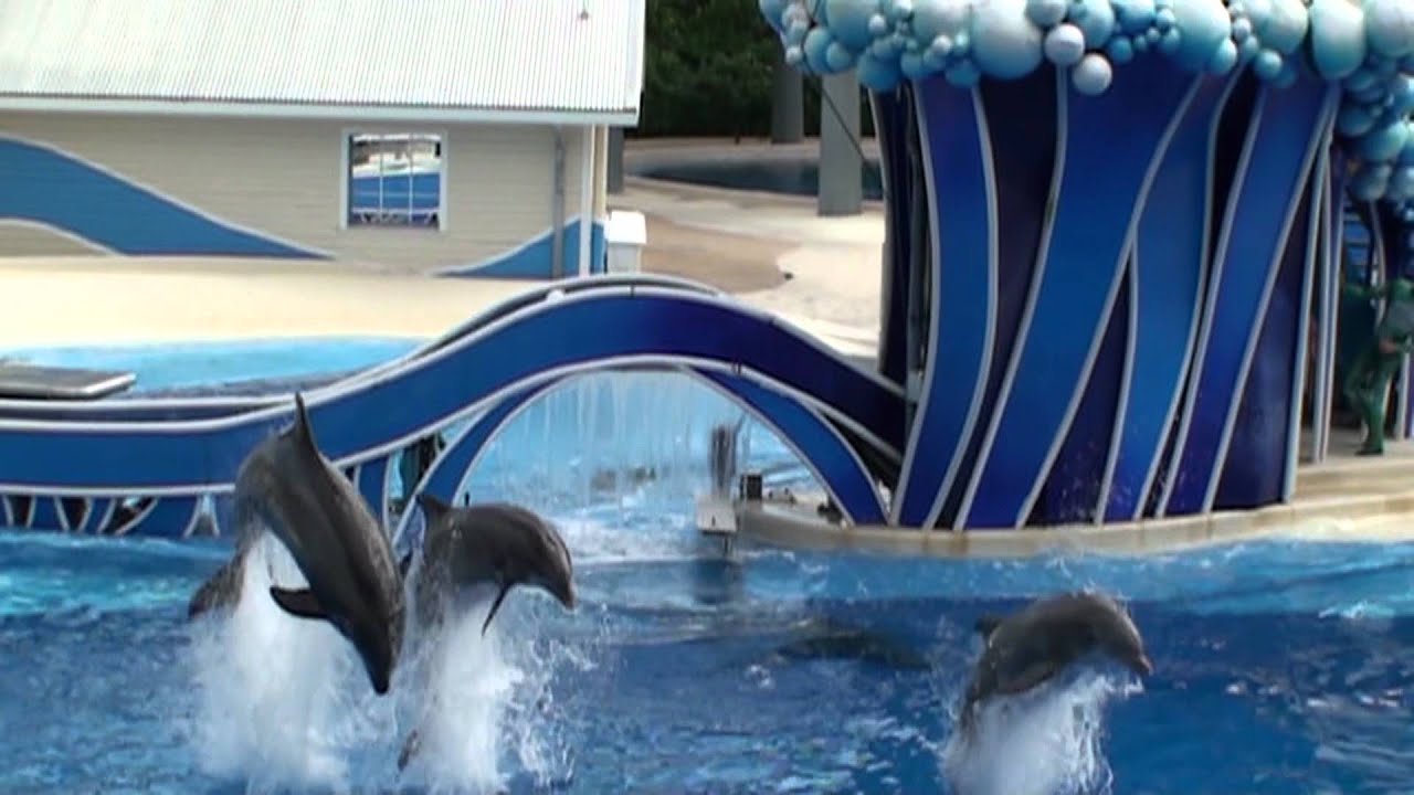 Seaworld Blue Horizons - Dolphin show HQ HD edited - YouTube