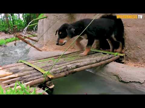 Men and dog creating soil house