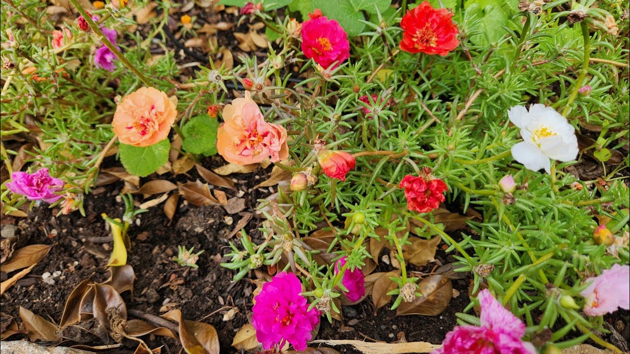 Easiest way to propagate the Portulaca plants (with all updates) - YouTube