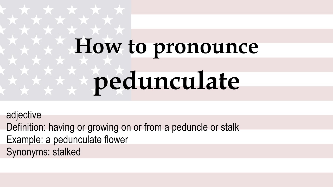 How to pronounce 'pedunculate' + meaning - YouTube