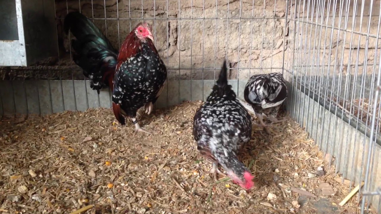 Gallo miniatura Azteca Criadero San Matías Spangled Reproductores - YouTube