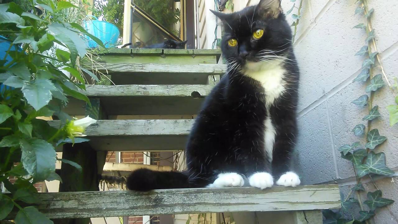 Miss Roo (*_*) - YouTube