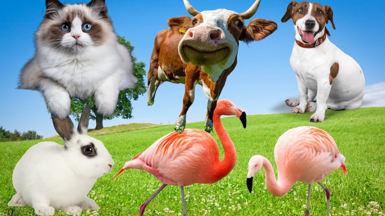 Cute Farm Animals & Relaxing Animal Sounds: Enjoy Peaceful Moments with ...