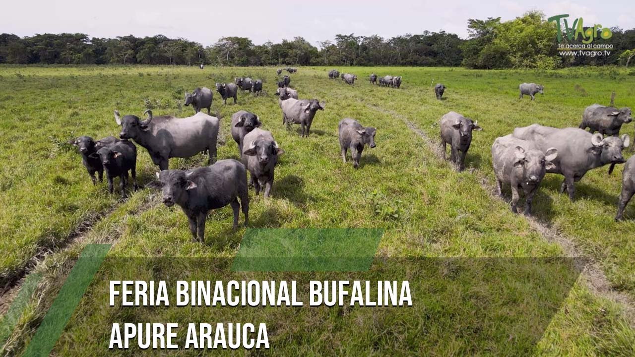 Feria Binacional Bufalina Apure Arauca - TvAgro por Juan Gonzalo Angel ...