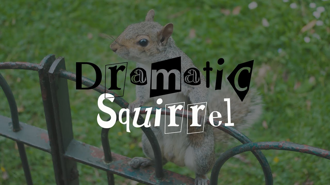 Dramatic Squirrel Look - YouTube