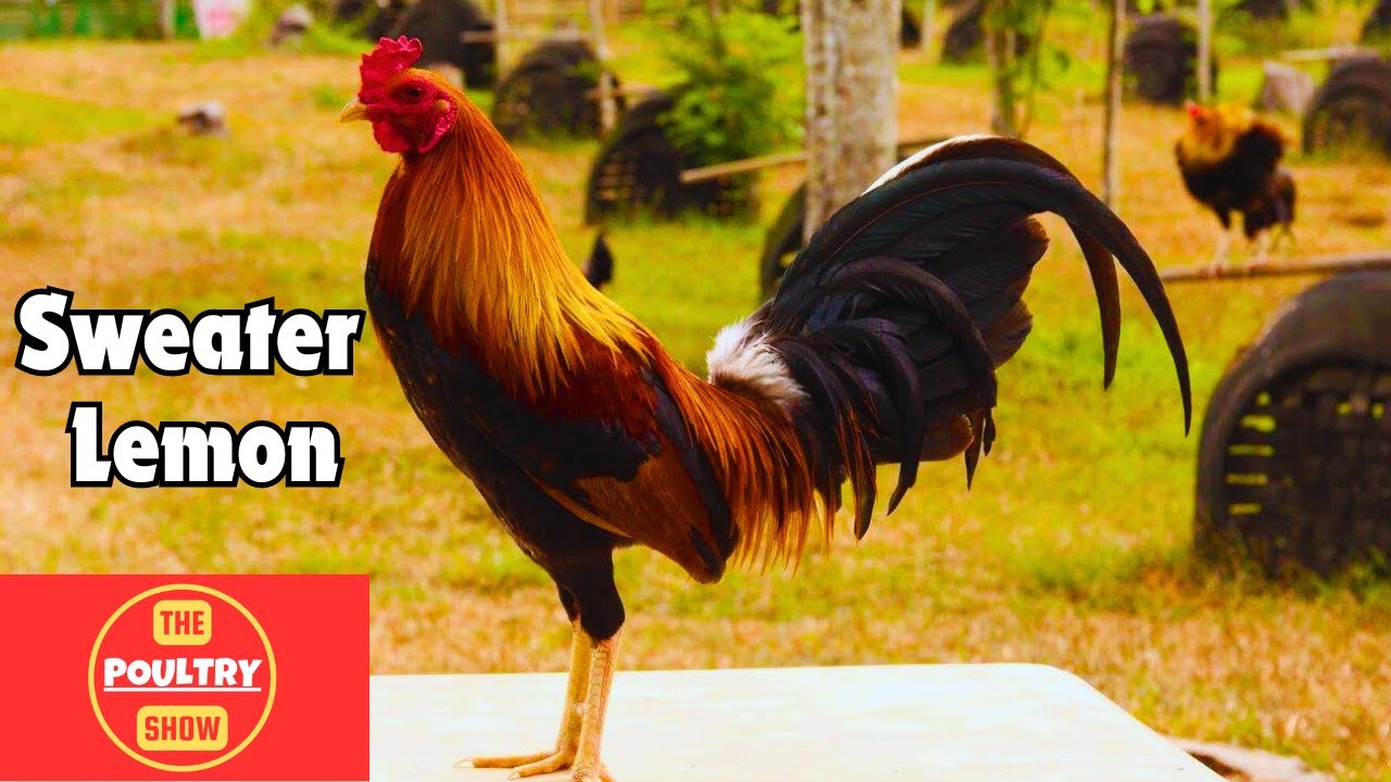 Fiestag 2024 | Dicky Lim | Cesar Calvo #chicken - YouTube