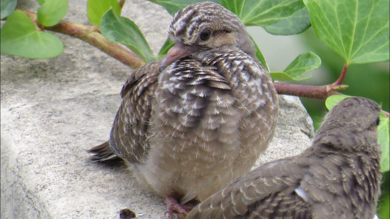 PICHONES , ROLONES DEL MONTE - YouTube