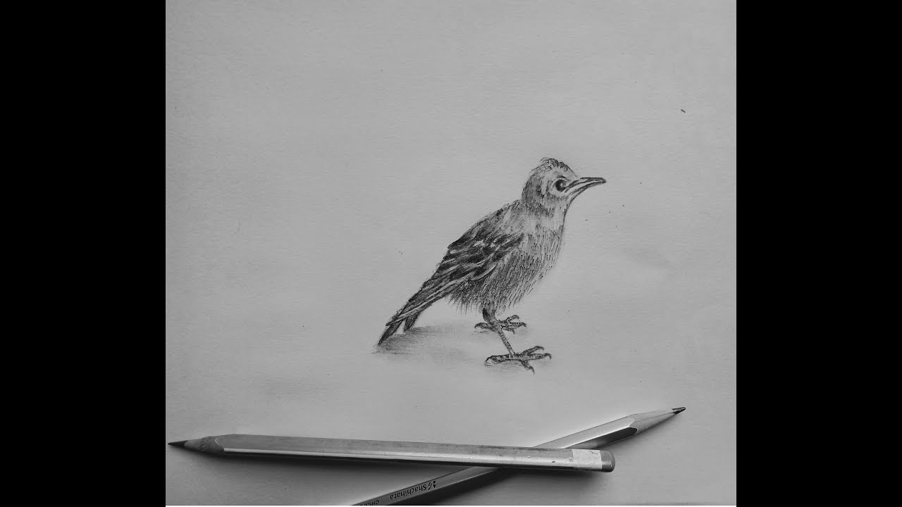 3D Sketch Bird || Simple Pencil Sketch || 3D View Sketch || Beginner ...