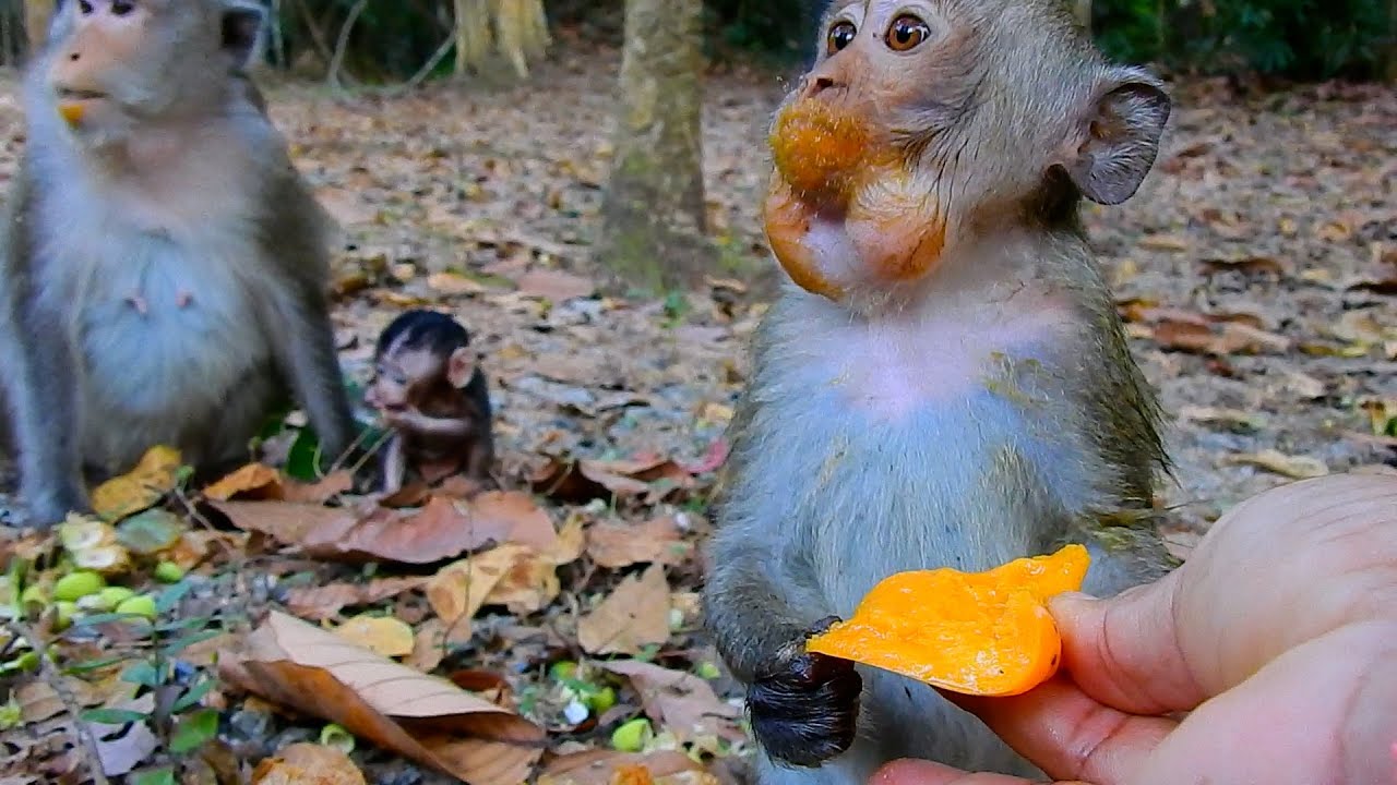 Most Incredible! Monkey AMELIA Look Happy To Get A Tasty Mango ...