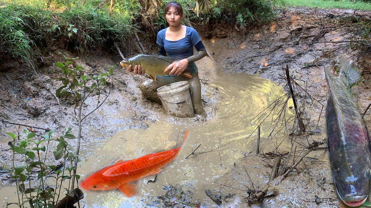 Use shallow water pump to catch big fish in deep mud swamp - YouTube