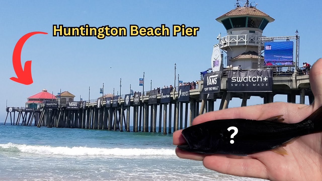 Fishing Huntington Beach Pier! (New Species Caught) - YouTube