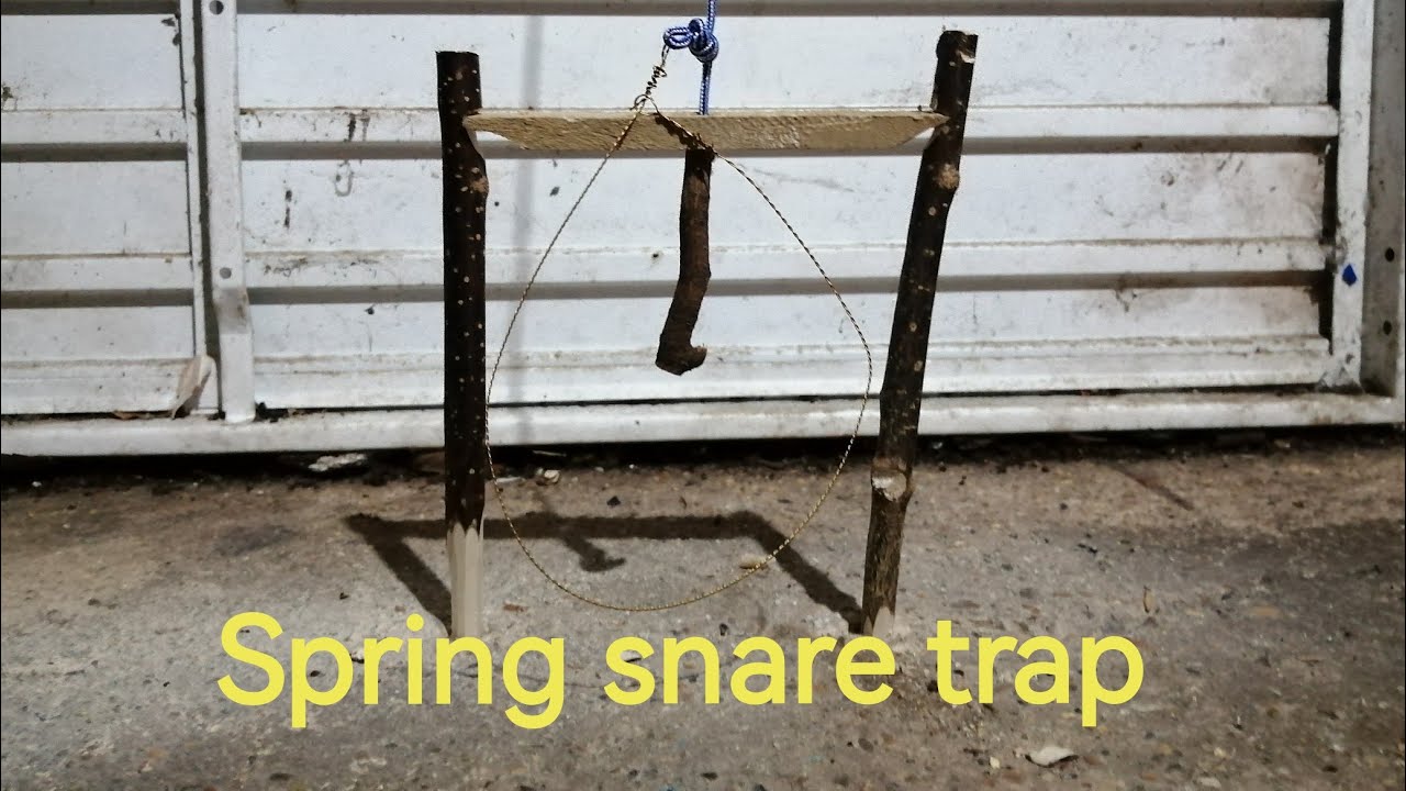 Spring snare trap with knot trigger - YouTube