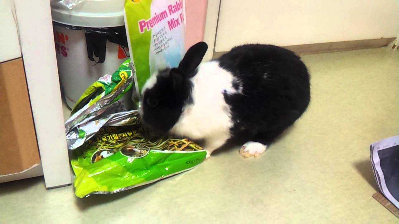 My pet rabbit - YouTube